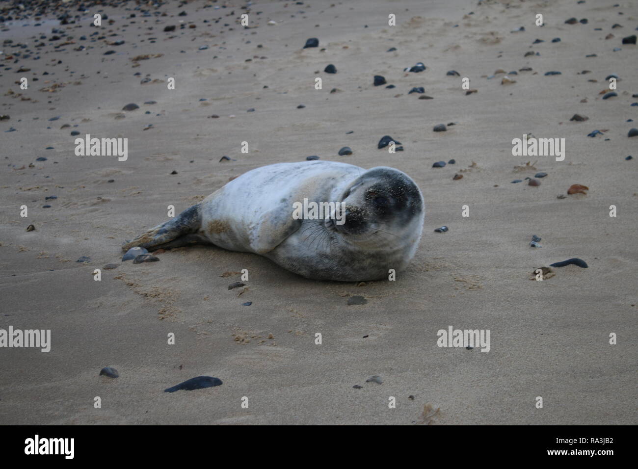 Friendly sea animals hi-res stock photography and images - Alamy