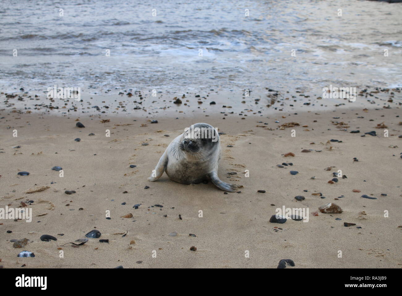 Friendly sea animals hi-res stock photography and images - Alamy