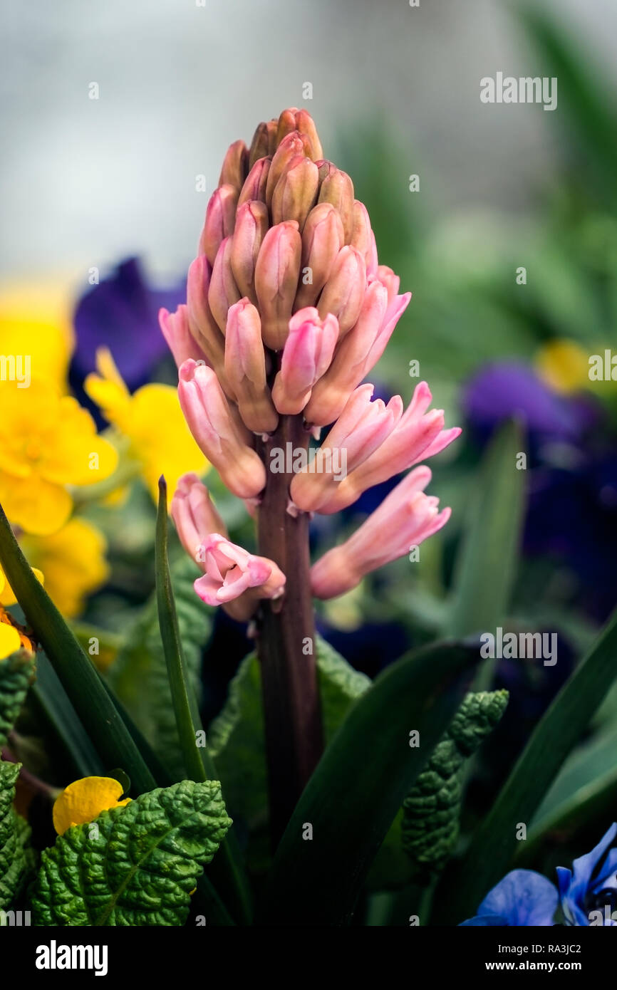 Starting flowering hi-res stock photography and images - Alamy