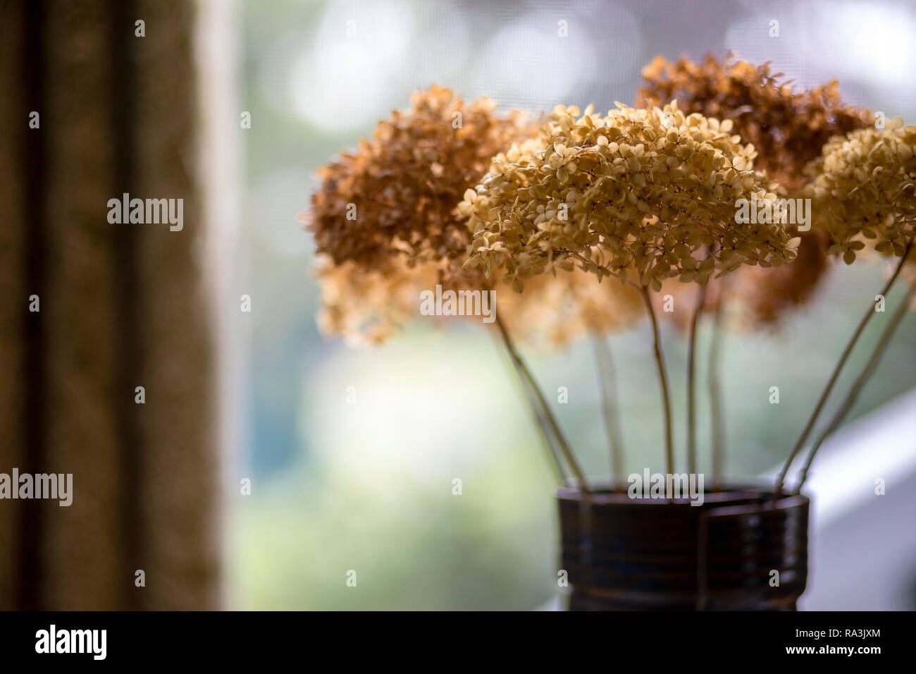 A dried arrangement of hydrangea flowers in a window Stock Photo - Alamy