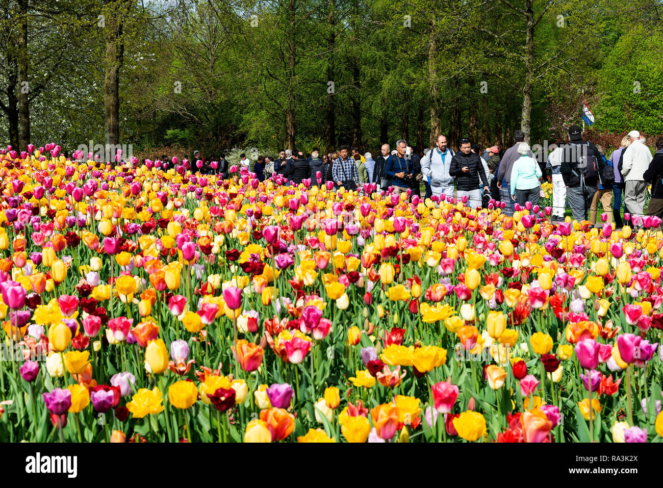 Spectacular display of spring flowering bulbs at the world's largest ...