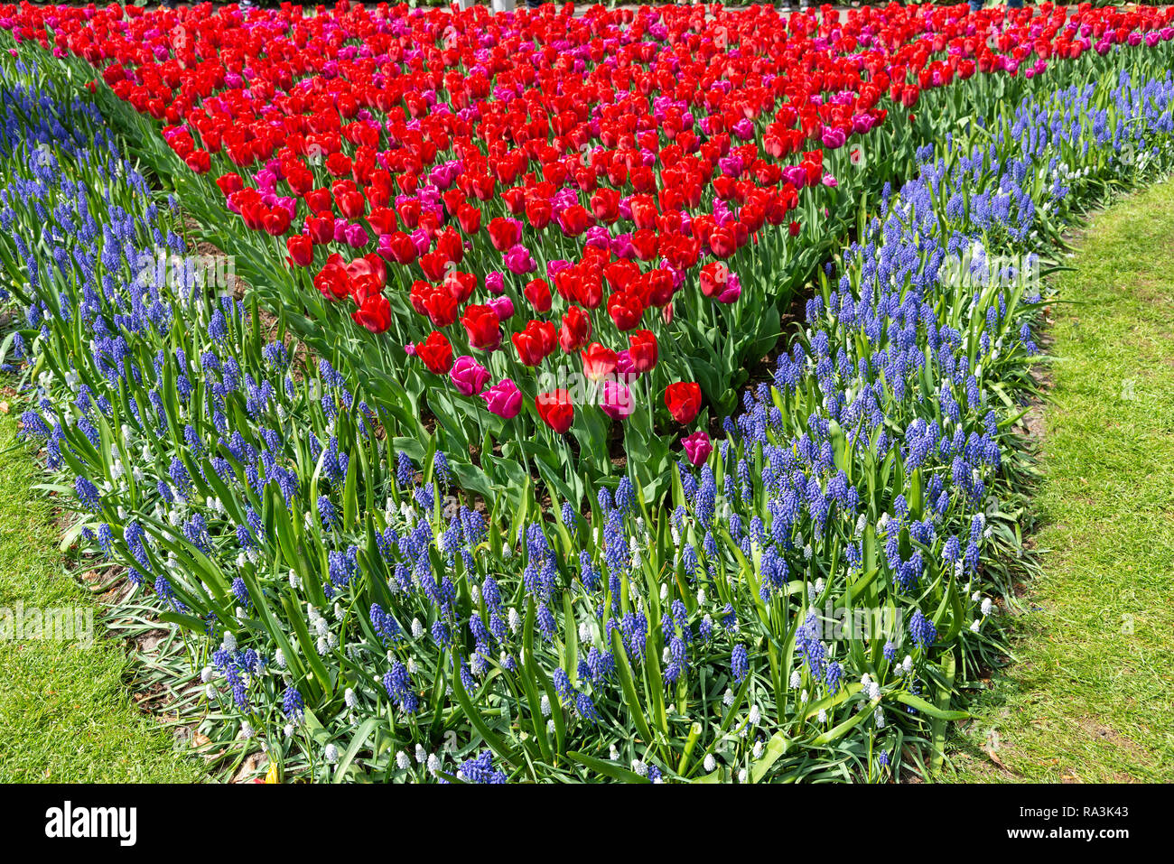 Spectacular display of spring flowering bulbs at the world's largest ...