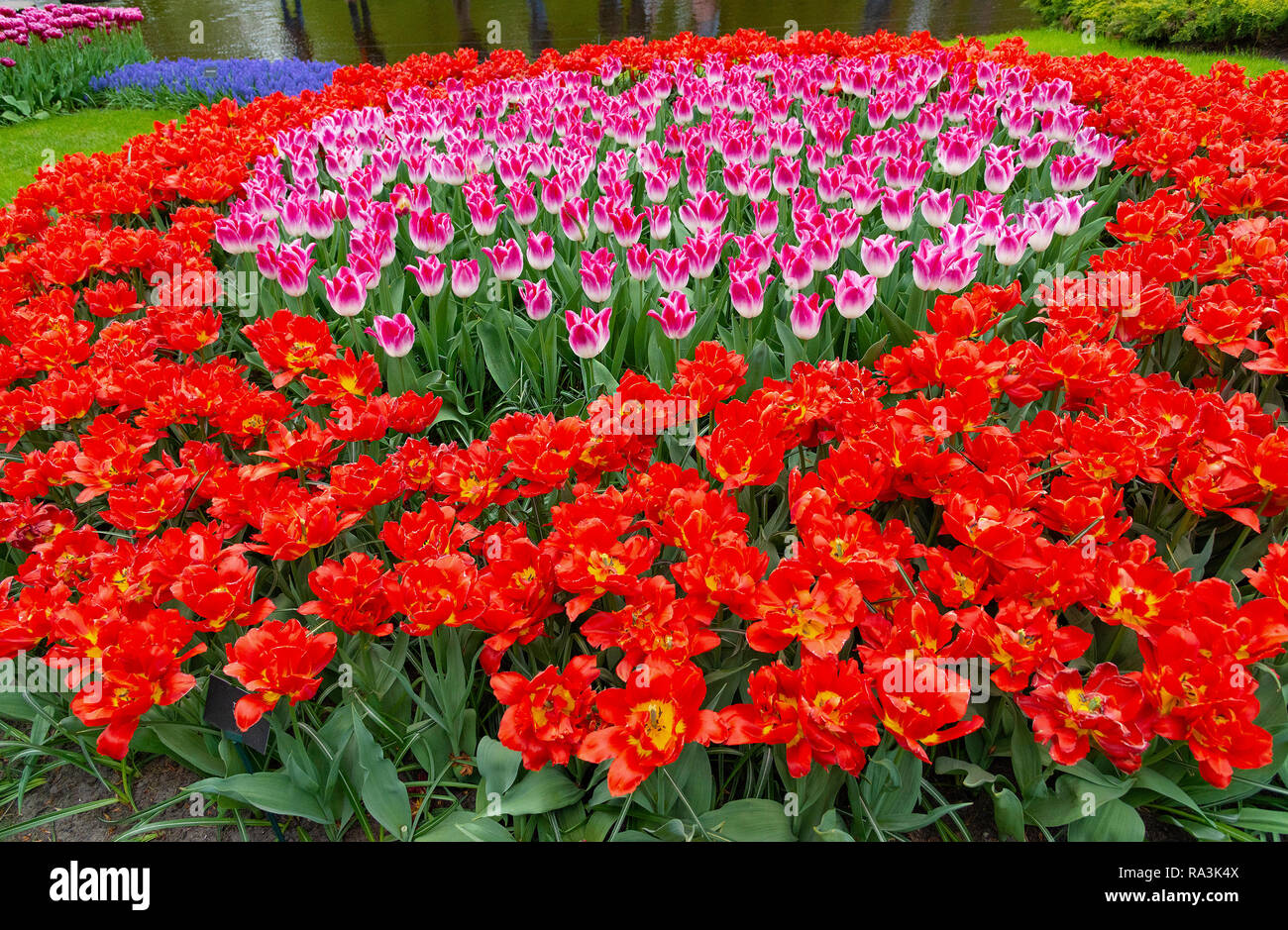 Spectacular display of spring flowering bulbs at the world's largest ...