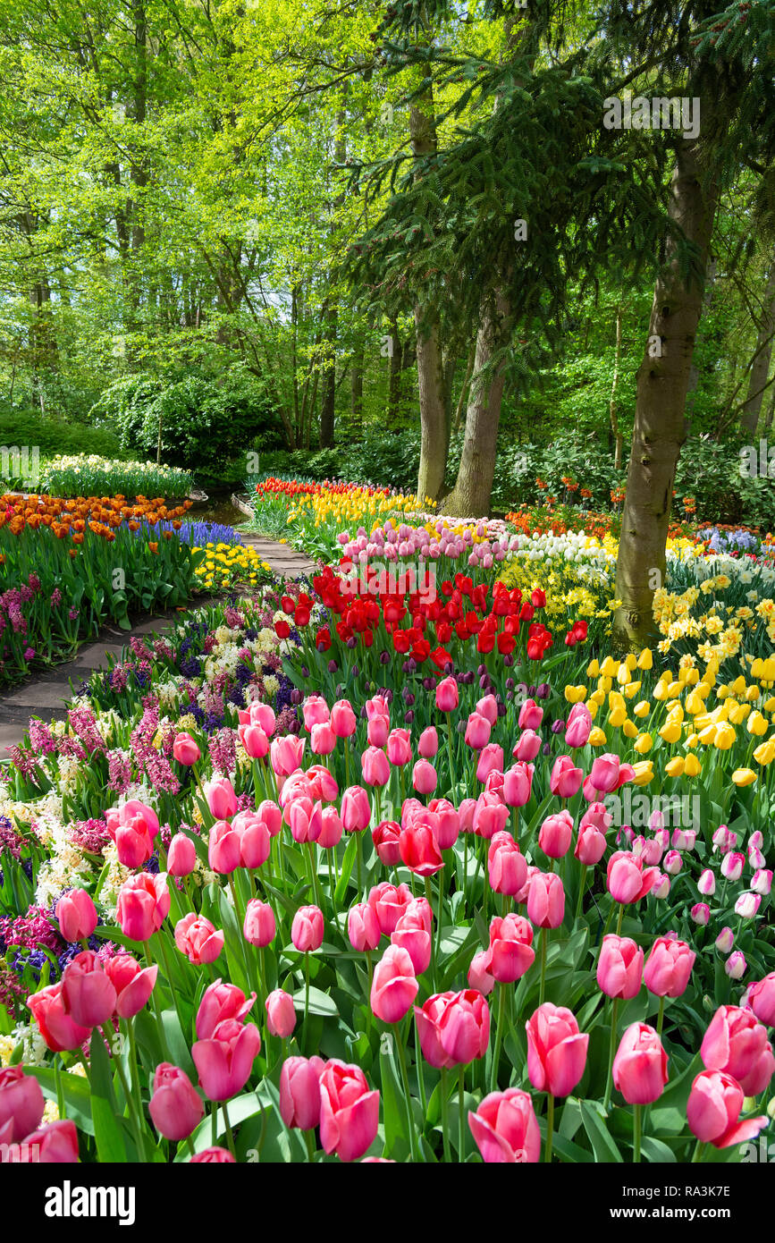Spectacular display of spring flowering bulbs at the world's largest ...