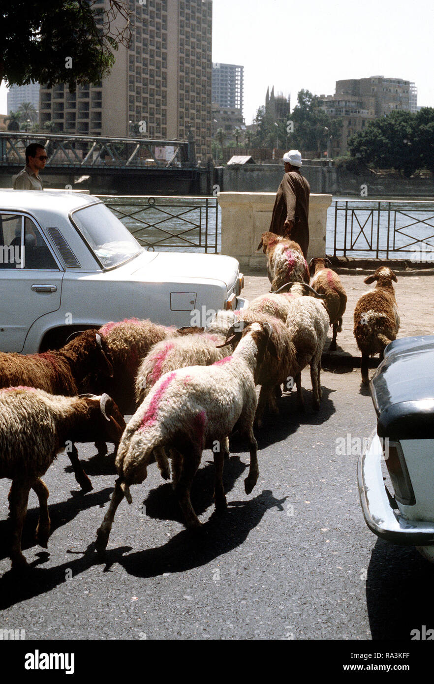 Cairo street scene sheep herder hi-res stock photography and images - Alamy