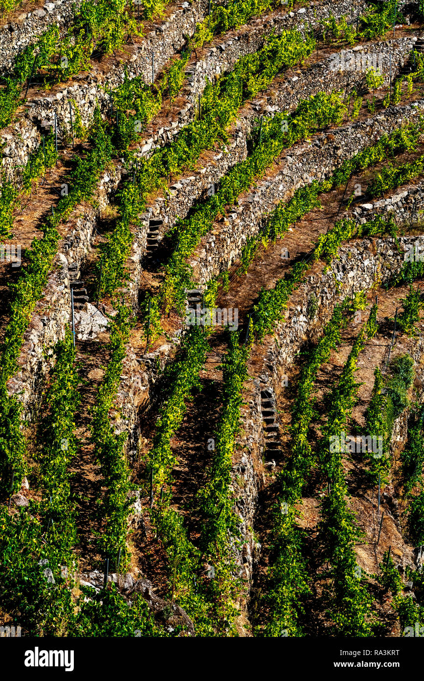 Terraced vines hi-res stock photography and images - Alamy