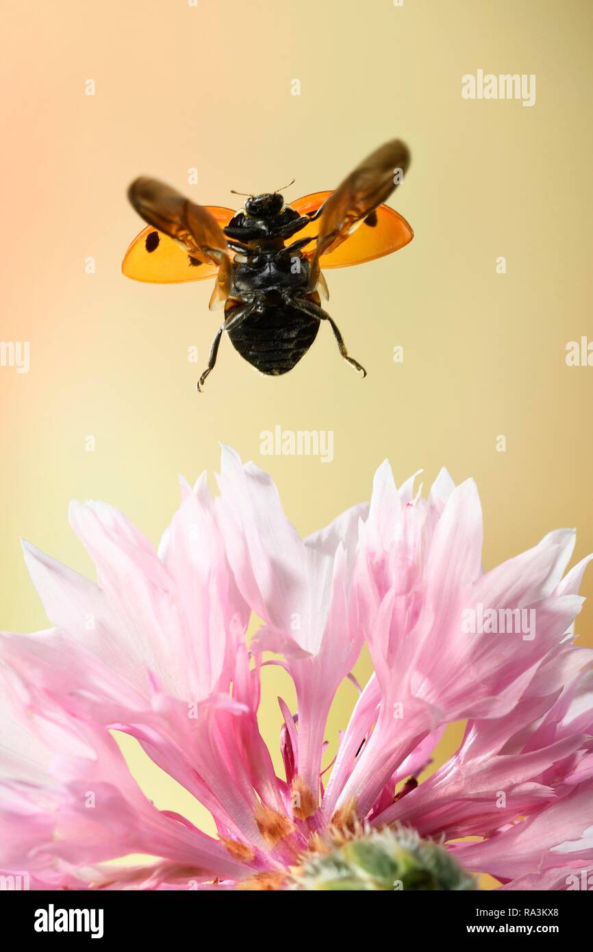 Common Ladybird High Resolution Stock Photography and Images - Alamy