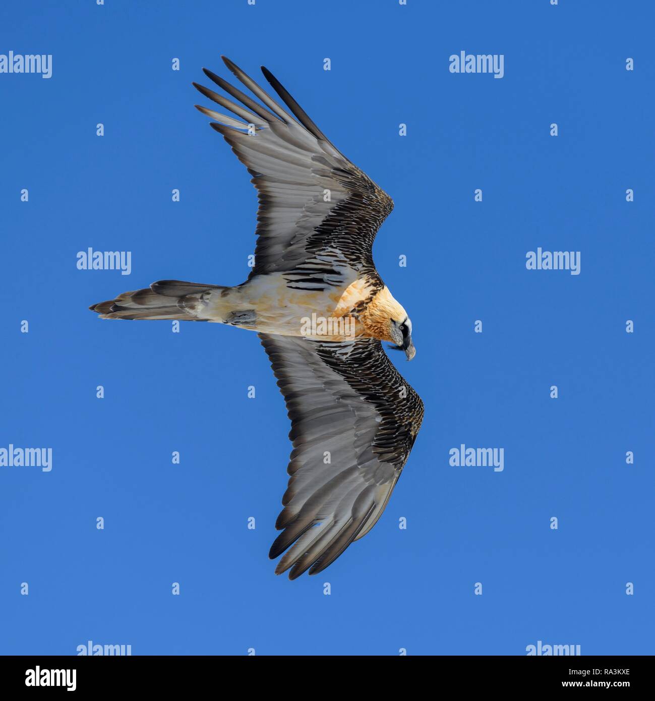 Bearded vulture gypaetus barbatus in flight hi-res stock photography ...