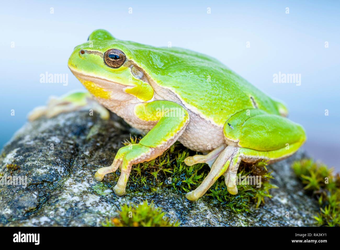 European tree frog (Hyla arborea), sits on rock, Berchtesgadener Land ...