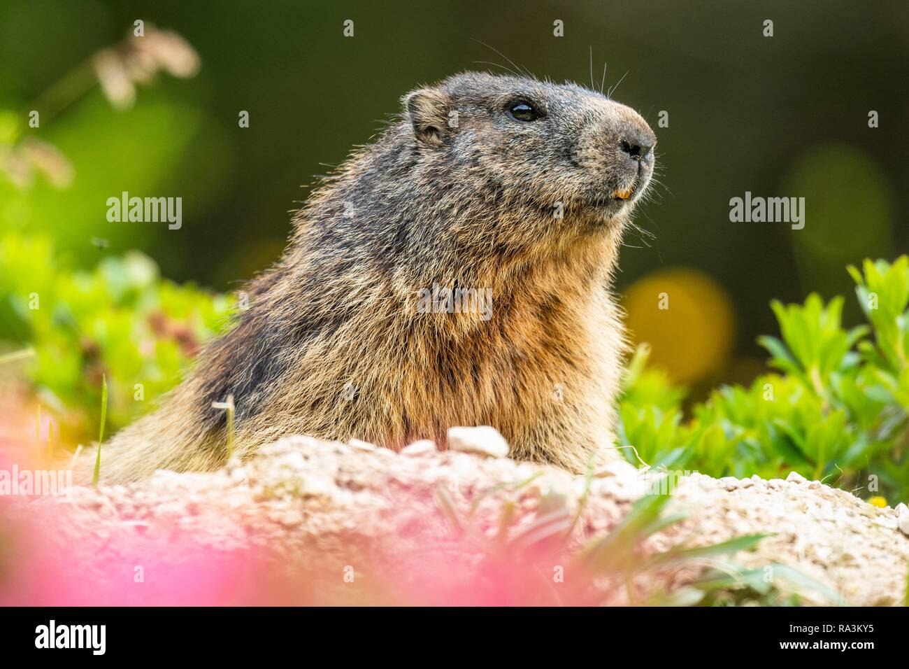 Marmota marmota german alps hi-res stock photography and images - Alamy