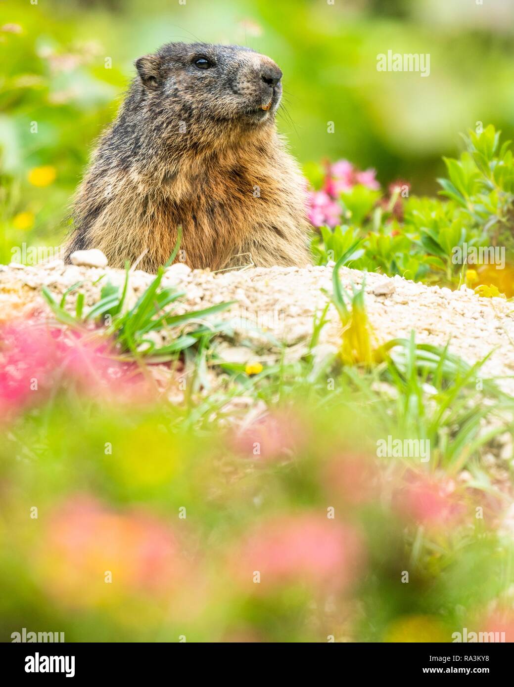 Marmota marmota german alps hi-res stock photography and images - Alamy