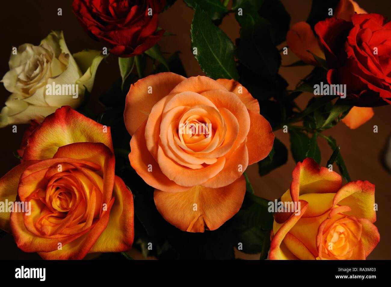 Orange roses rosa rosaceae hi-res stock photography and images - Alamy