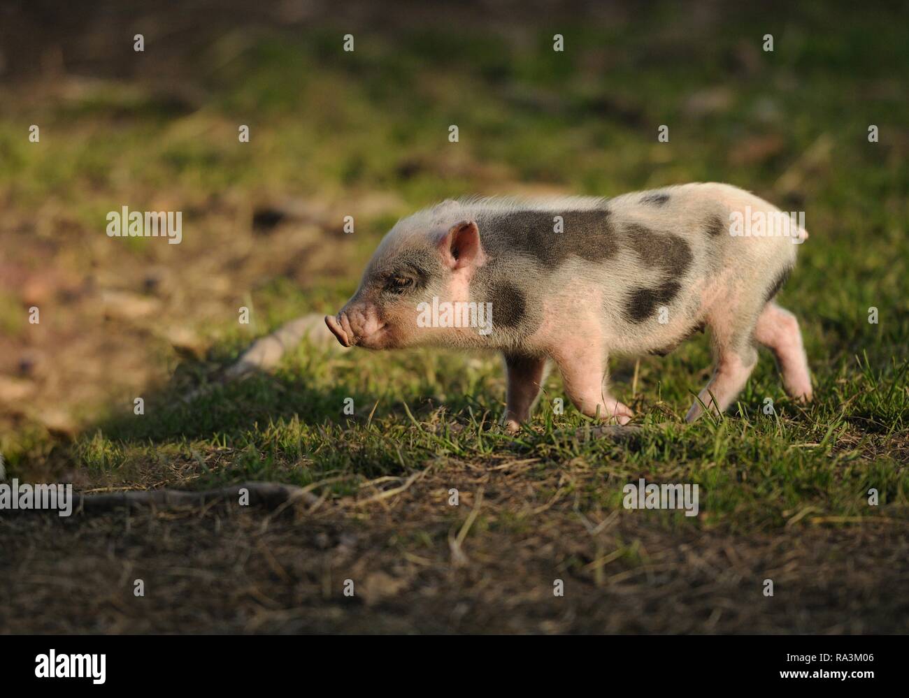 Vietnamese pot-bellied pig, piglet walking on grass, captive, Germany ...