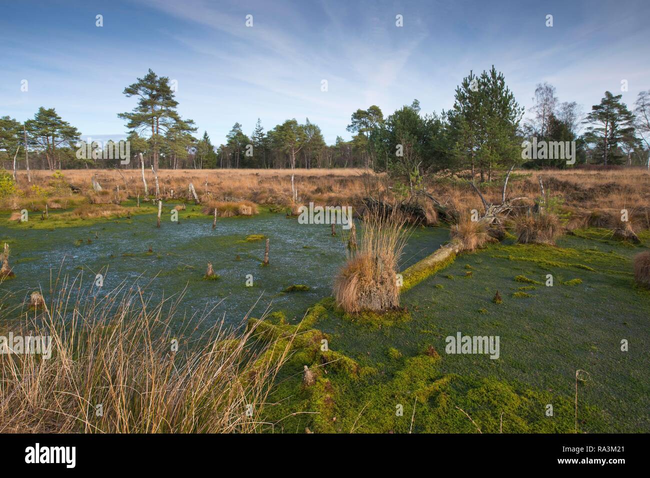 Moor landscape with peat mosses (Sphagnum spec.), Tister Moor, Lower ...