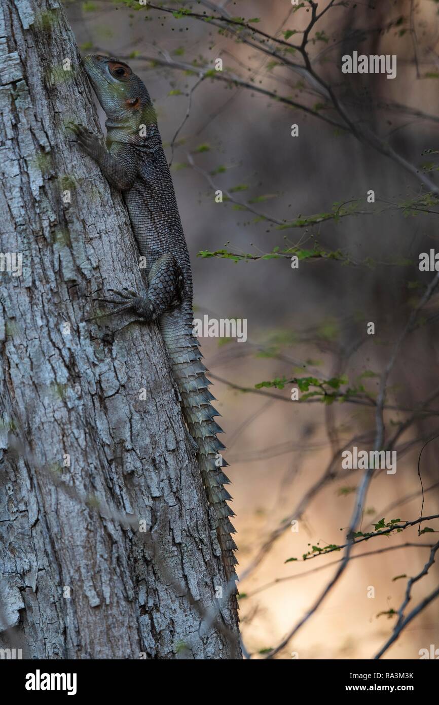 Collared iguanid lizard (Oplurus cuvieri), Kirindy, Madagascar Stock ...