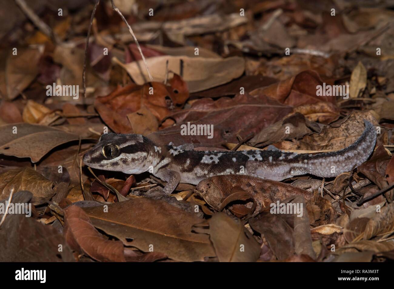 Madagascar large head gecko (Paroedura picta), Kirindy, Madagascar ...