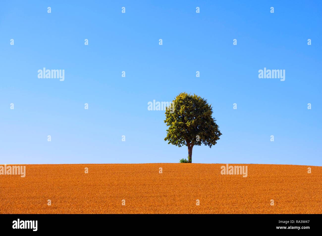 Linden tree (Tilia) in wheat field, Baden-Württemberg, Germany Stock ...