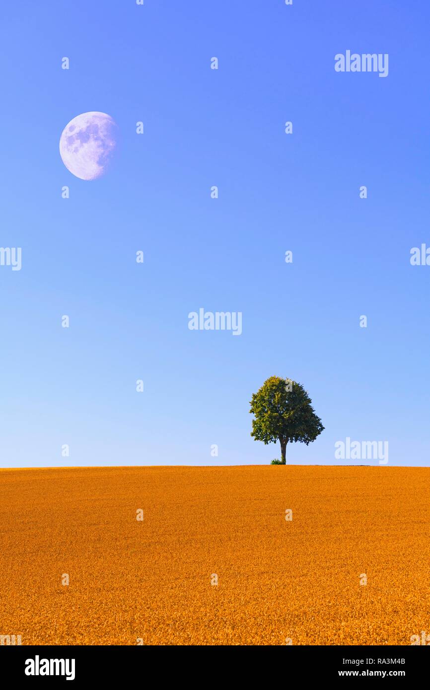 Linden tree (Tilia) in wheat field, Baden-Württemberg, Germany Stock ...