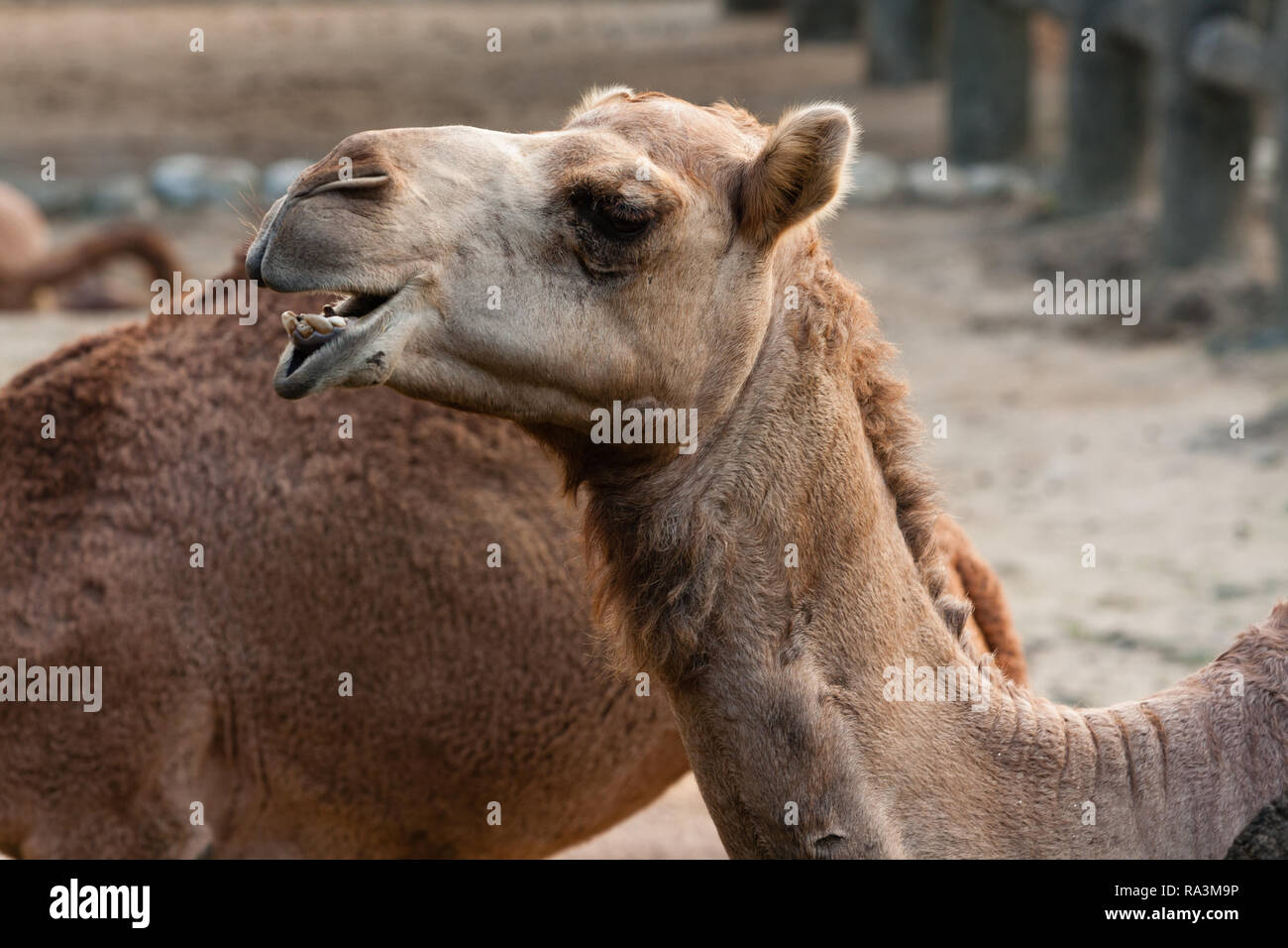 Camel teeth side view hi-res stock photography and images - Alamy