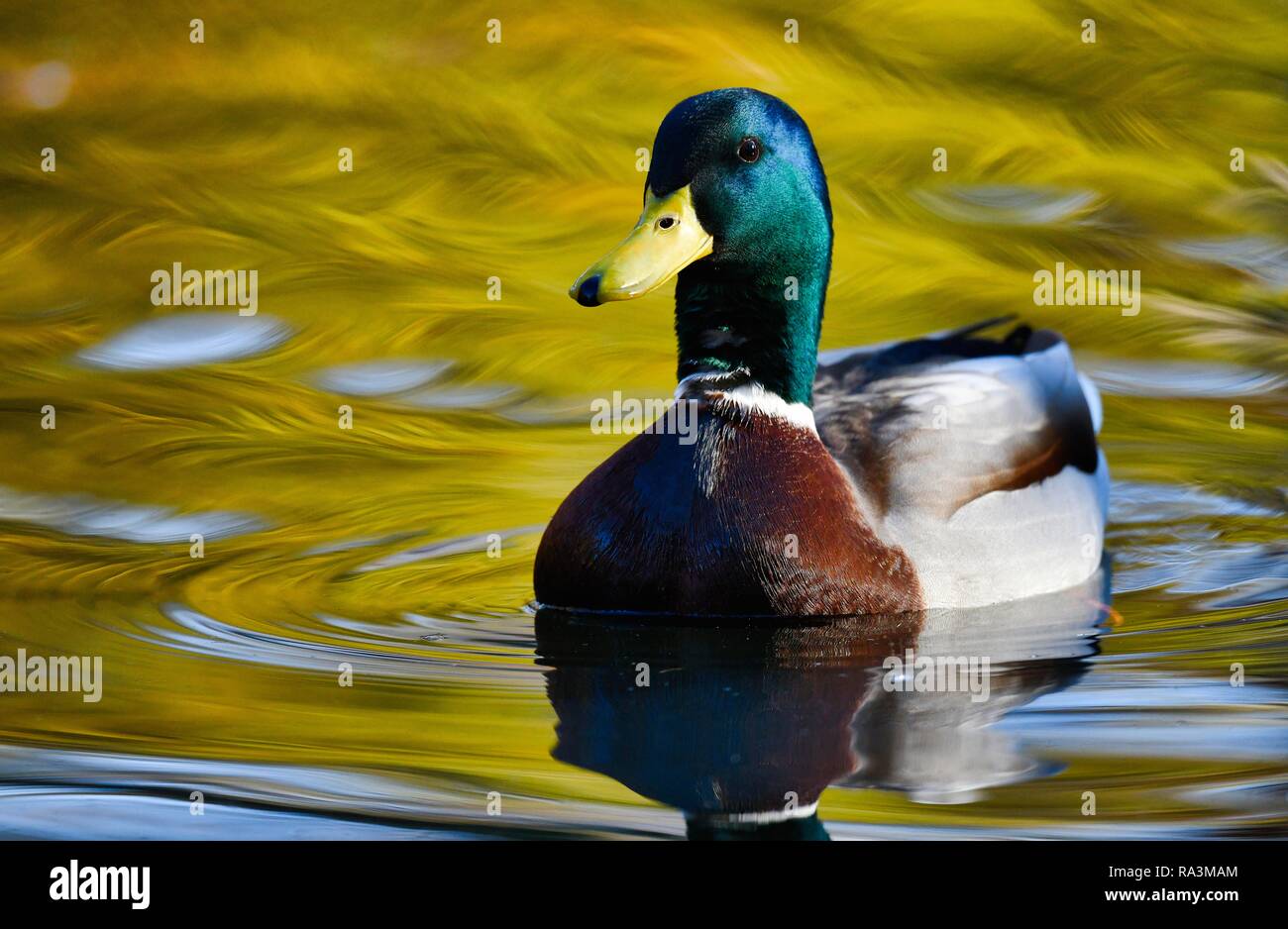 Mallard anas platyrhynchos drake swimming in water hi-res stock ...