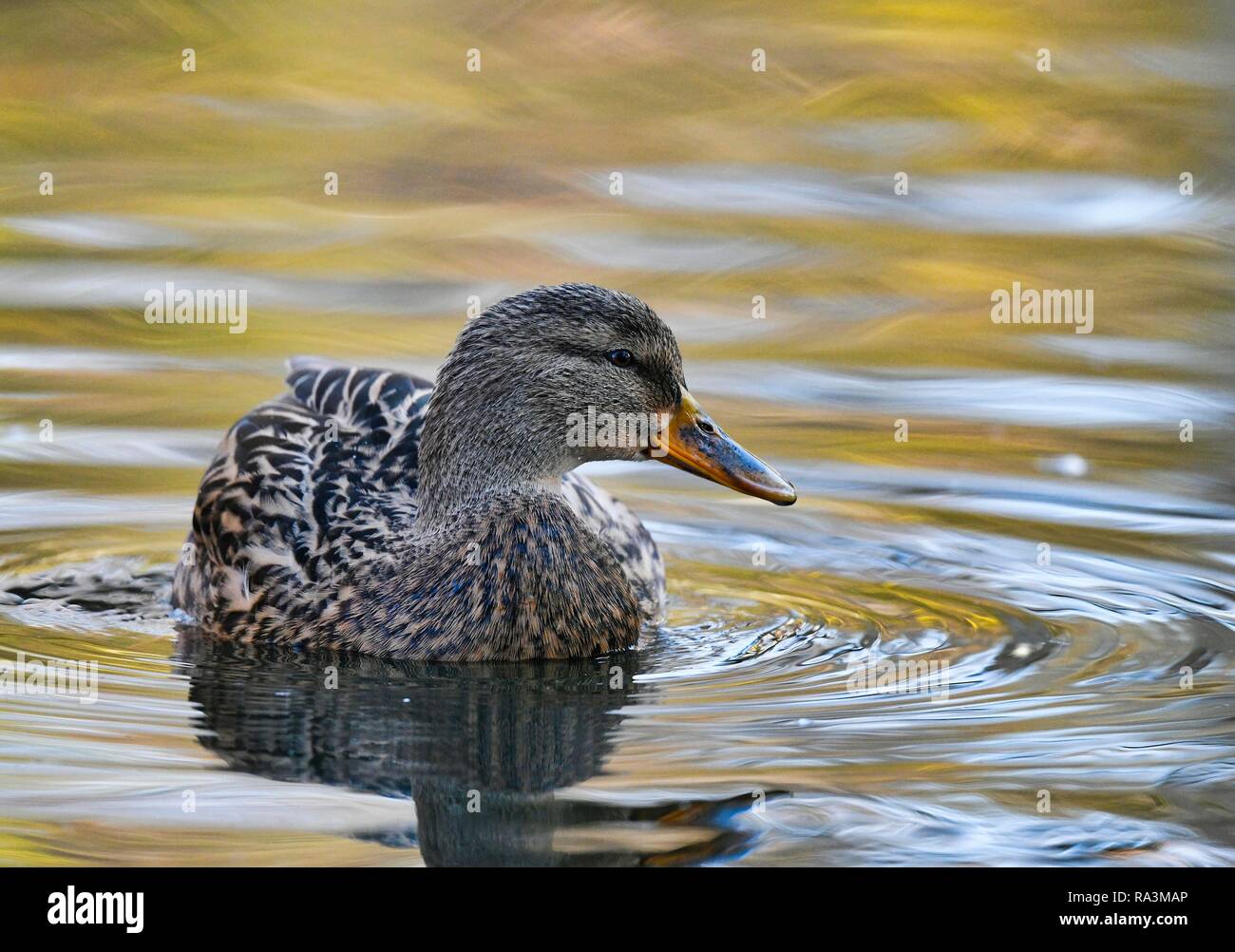 Mallard female swimming hi-res stock photography and images - Alamy