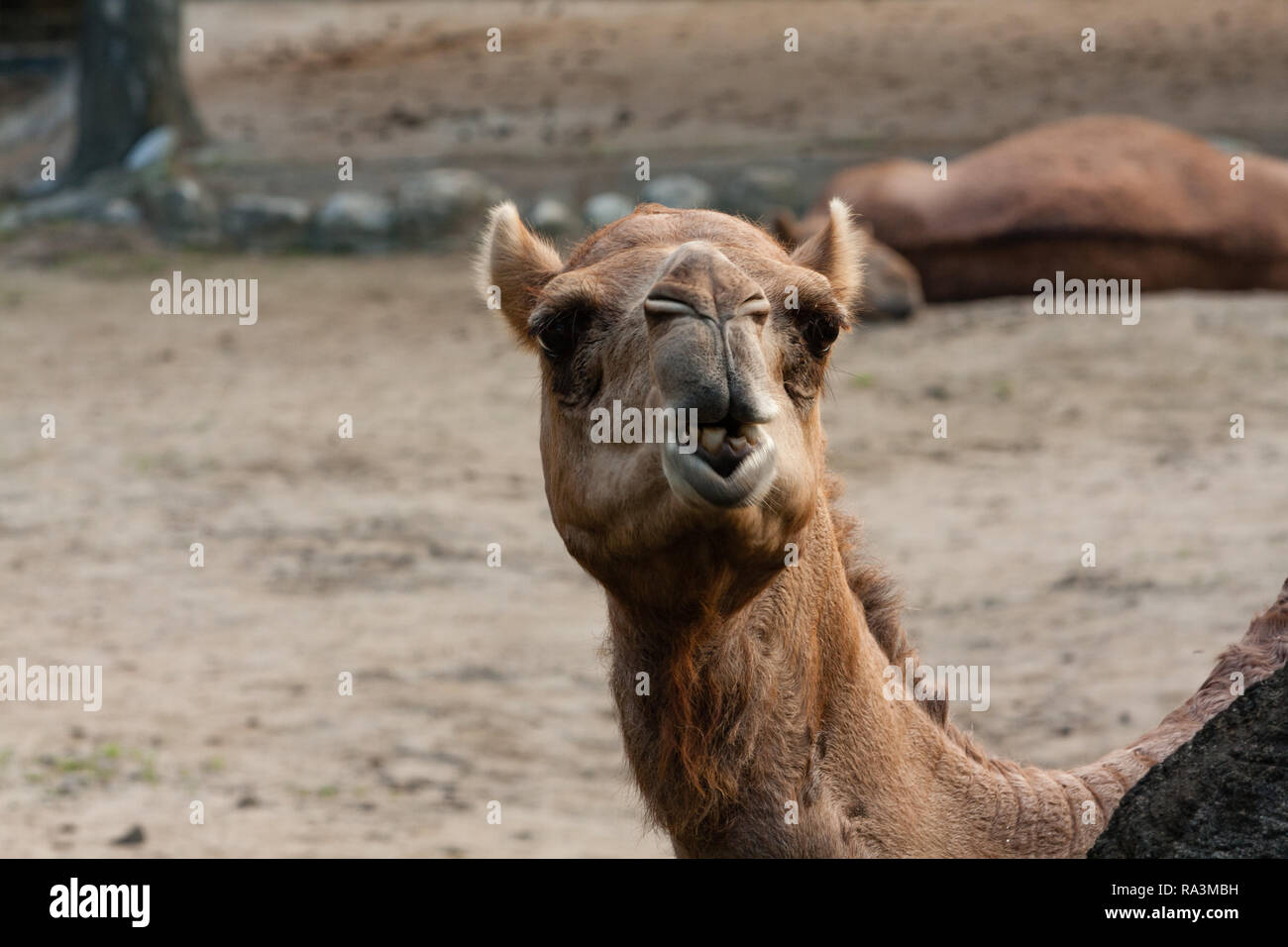 Dromedary (Camelus dromedarius), a.k.a. Arabian camel, Taipei Zoo a.k.a ...