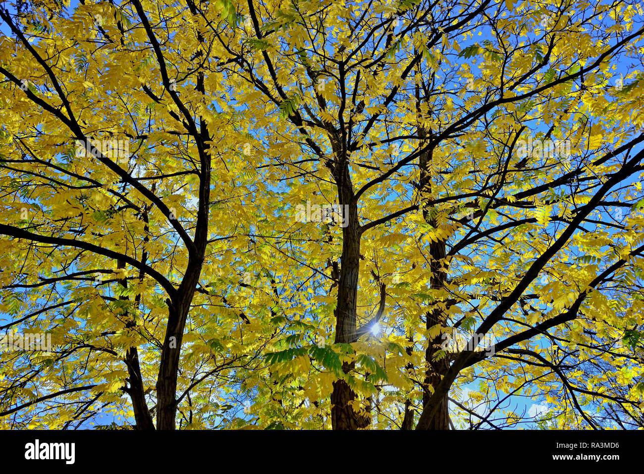 Caucasian wingnut (Pterocarya fraxinifolia), treetops with autumn ...