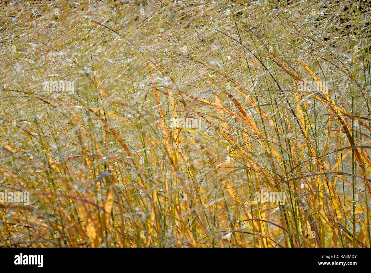 Switchgrass hi-res stock photography and images - Alamy
