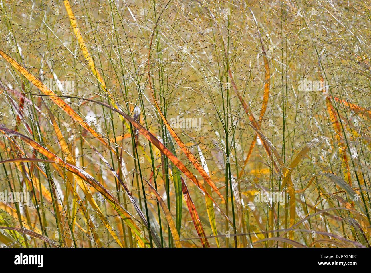 Switchgrass hi-res stock photography and images - Alamy