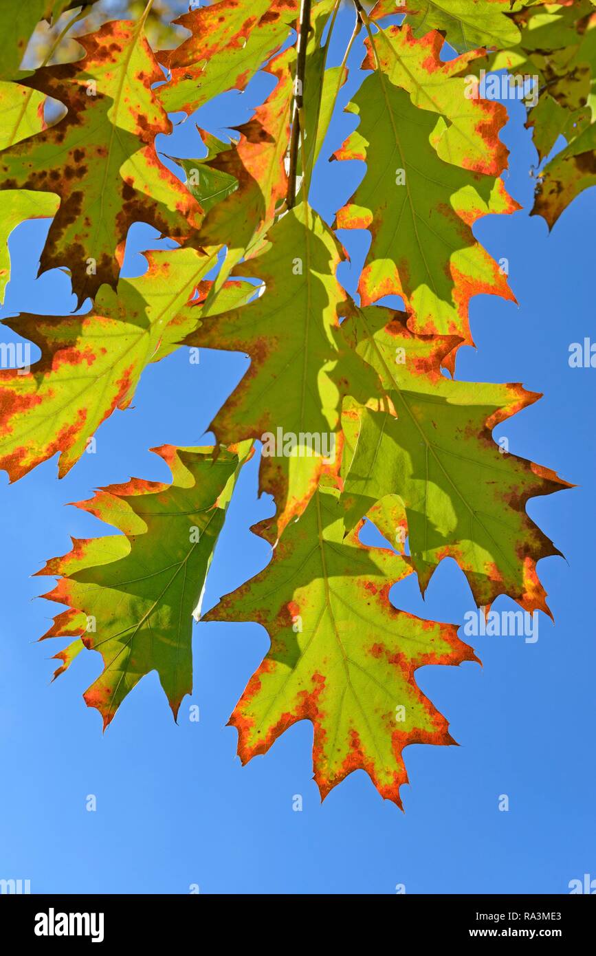 Northern red oak and quercus rubra hi-res stock photography and images ...