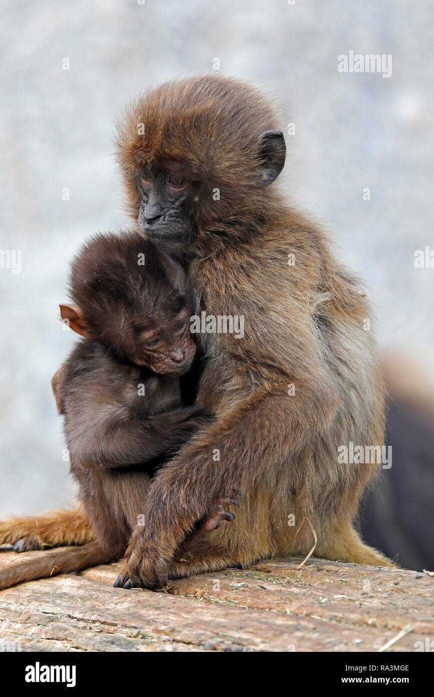 Gelada baboons (Theropithecus gelada), two young animals cuddle ...