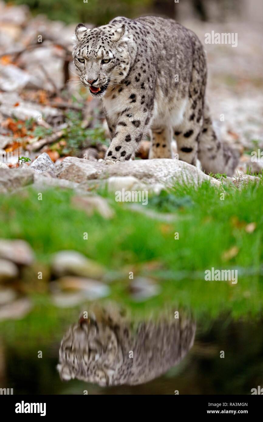 Snow leopard (Panthera uncia), running on water with water reflection ...