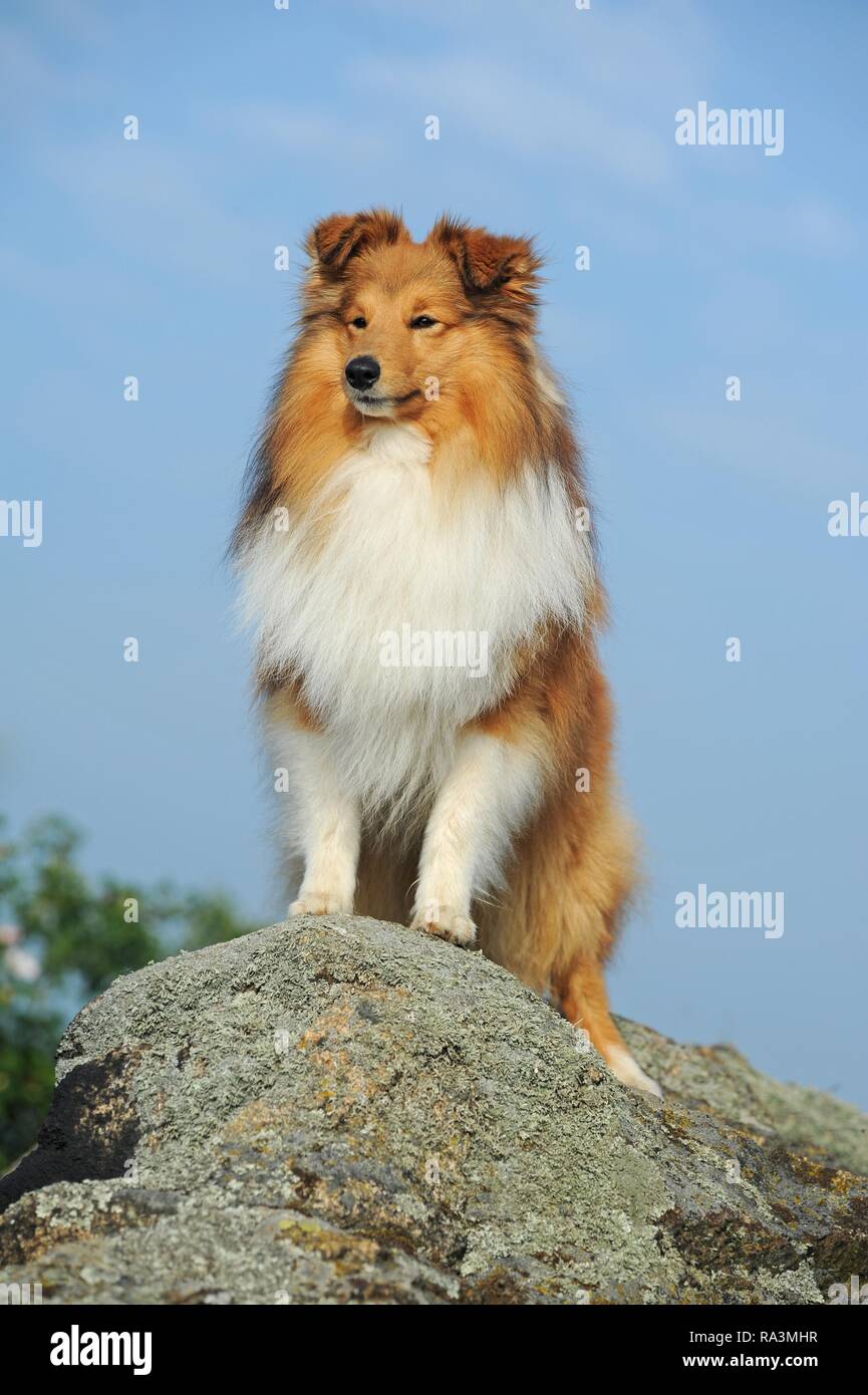 Sable sheltie standing hi-res stock photography and images - Alamy
