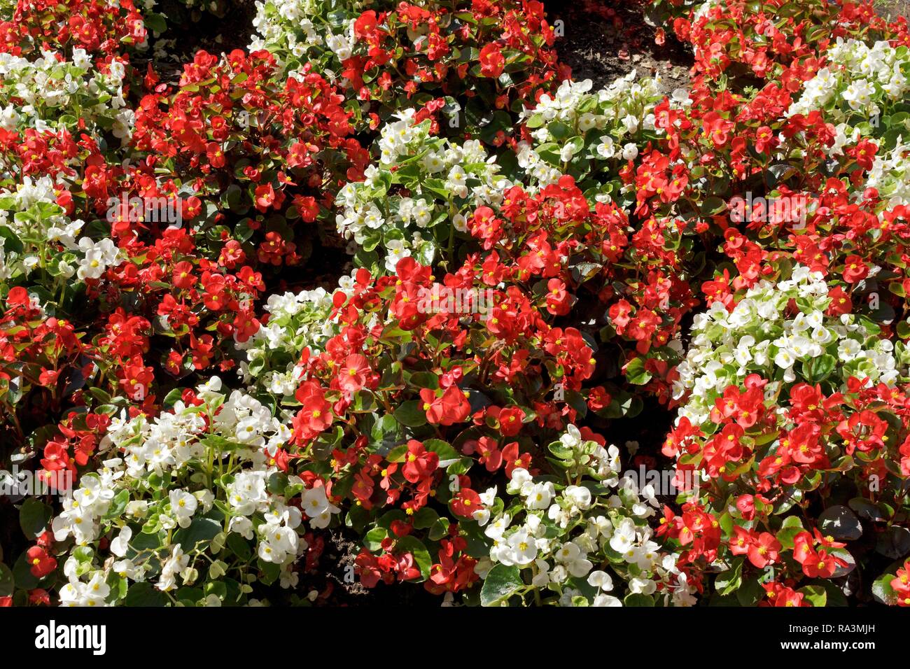 White And Red Begonia