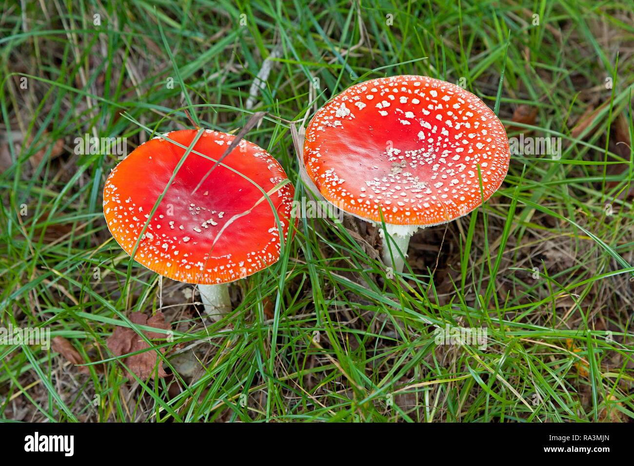 White spotted red toadstools hi-res stock photography and images - Alamy