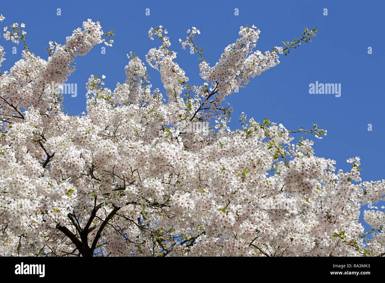 Prunus cherry tree hi-res stock photography and images - Alamy