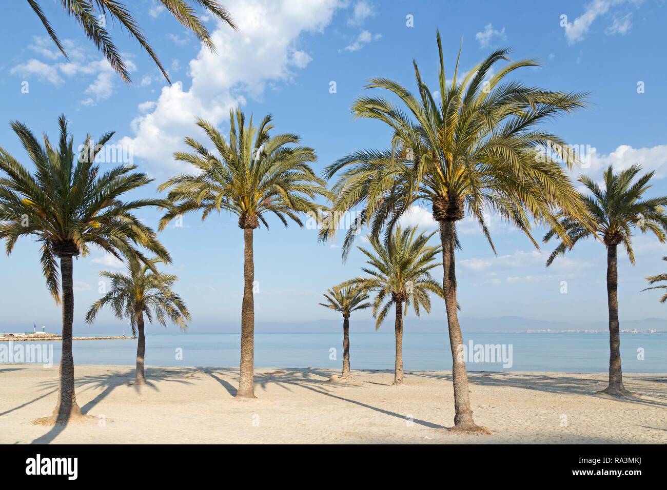 Palm trees on the beach, S'Arenal, Majorca, Balearic Islands, Spain ...