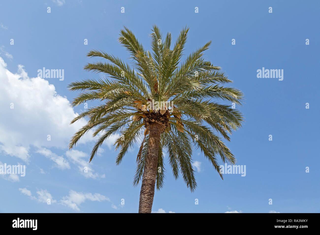 Palm tree on the beach promenade, Port de Sóller, Majorca, Spain Stock ...
