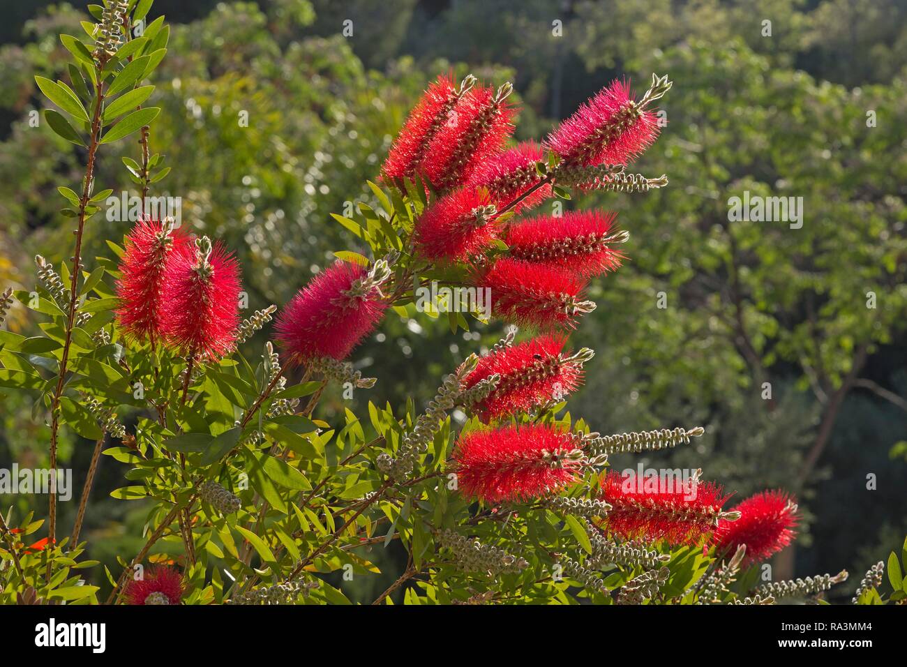 Flowering wallum bottlebrush (Callistemon citrinus), Majorca, Spain ...