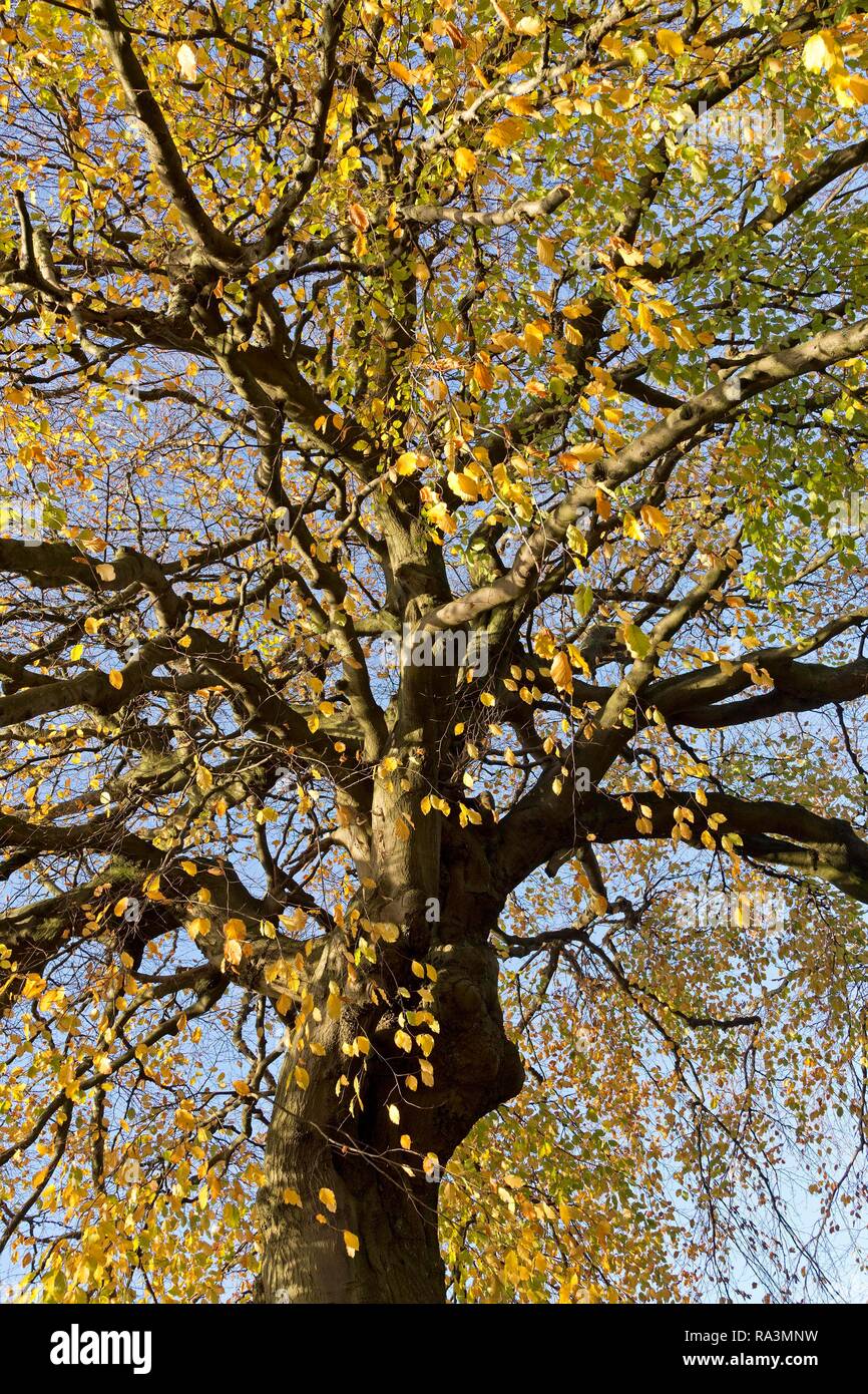 Scottish beech hi-res stock photography and images - Alamy