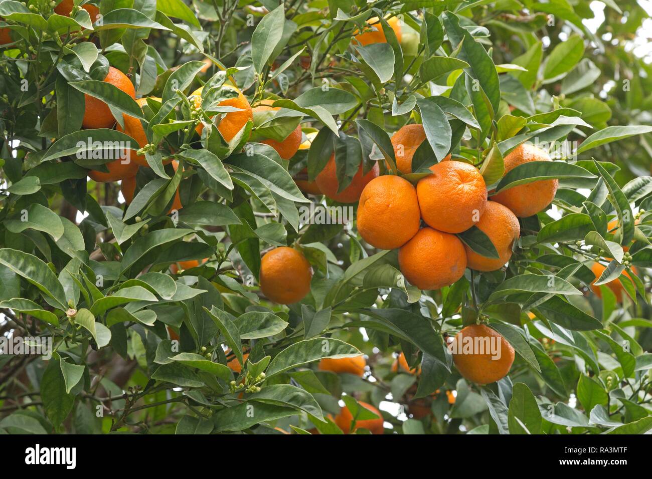 The orange tree hi-res stock photography and images - Alamy