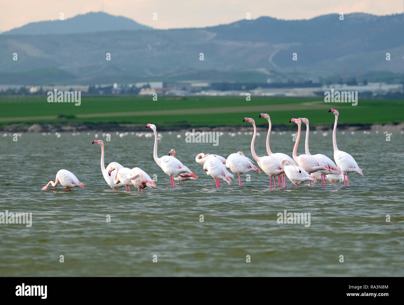 Group of pink flamingos on the Salt Lake in Larnaca, Cyprus, rests ...