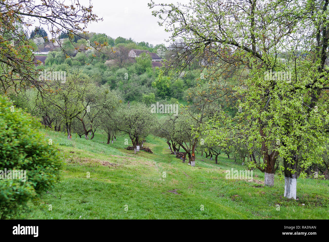 Rural landscape with spring apple orchard, Ukraine. Village in the ...