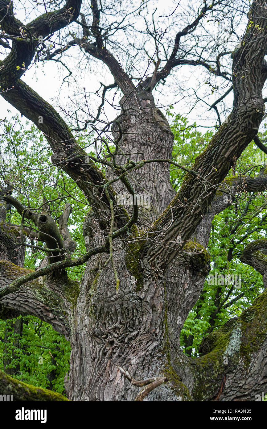 beautiful old oak tree trunk closeup during the spring in the park ...