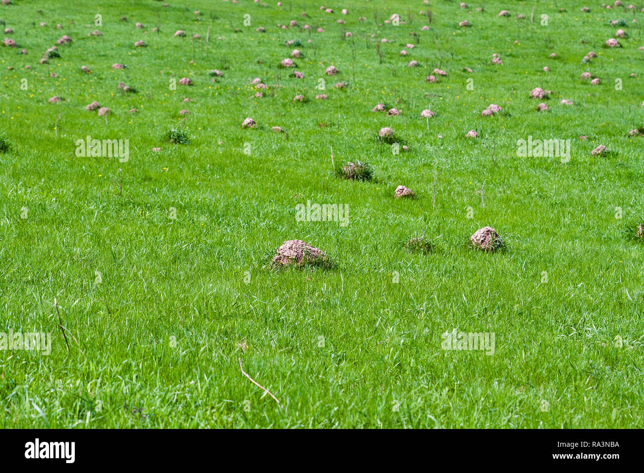 Spring burrowing hi-res stock photography and images - Alamy