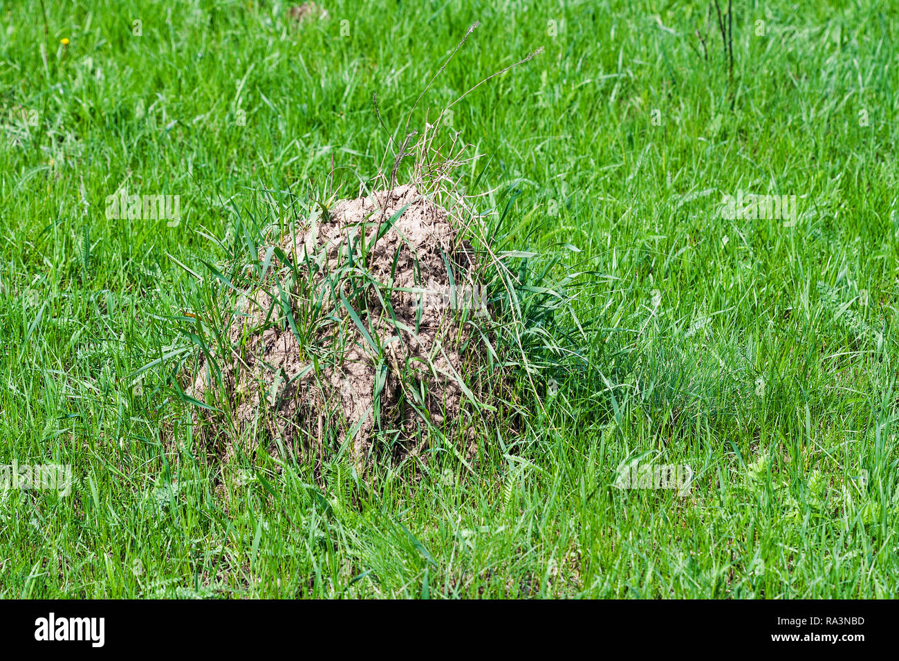 Spring burrowing hi-res stock photography and images - Alamy