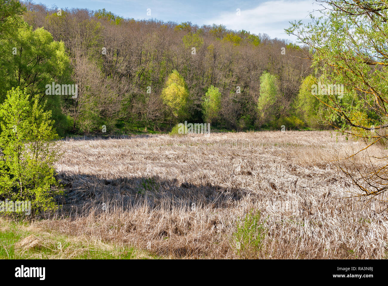 Spring in swamp hi-res stock photography and images - Alamy