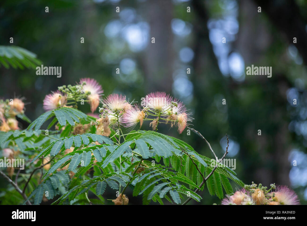 Colorful mimosa or silk tree in full bloom Stock Photo - Alamy