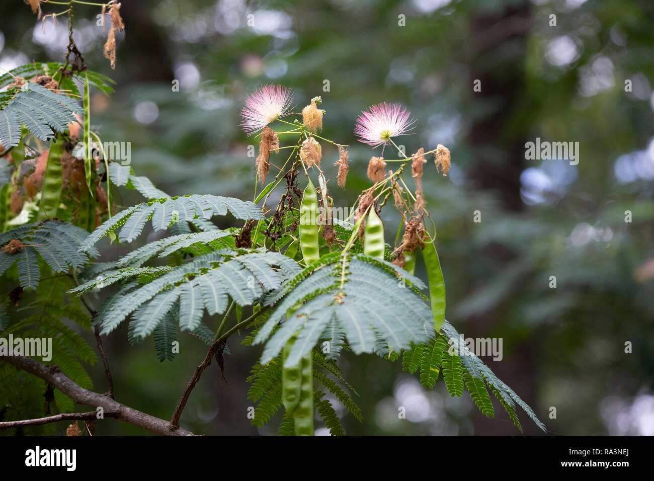 Colorful miosa or silk tree in full bloom Stock Photo - Alamy