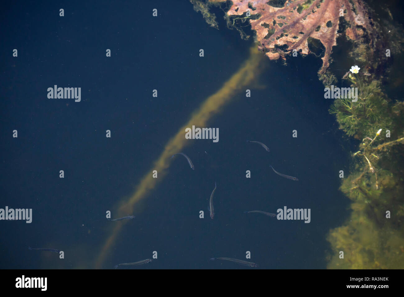School of minnow fish swimming just below the surface of a pond Stock ...